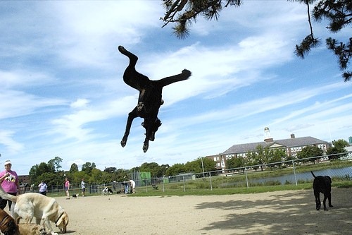 Funniest Pets: 23 amazing pictures of flying animals (dog can fly)